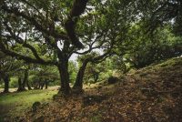 Las Fanal. Magiczny Las na Maderze, który musisz zobaczyć