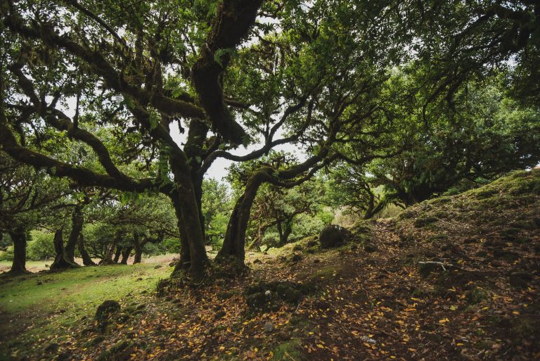 Las Fanal. Magiczny Las na Maderze, który musisz zobaczyć