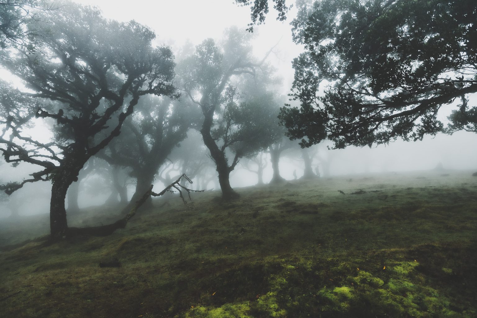 Las Fanal. Magiczny Las na Maderze, który musisz zobaczyć