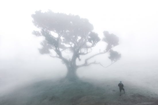 Las Fanal. Magiczny Las na Maderze, który musisz zobaczyć